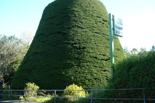 Tawa’s Bucket Tree vies for National Title – Porirua News